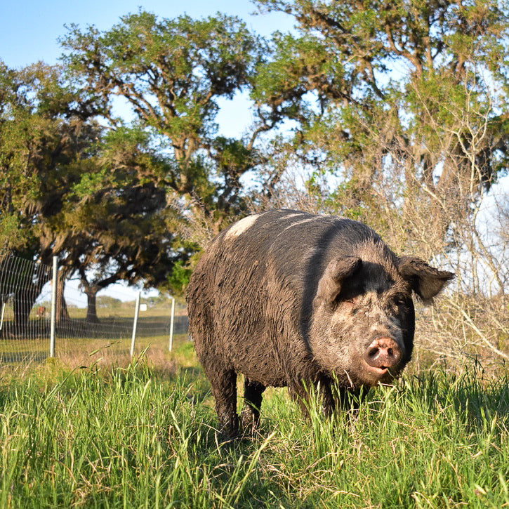 Sorting our Pasture Raised Sows Around - the Moms to our Pasture Raise ...