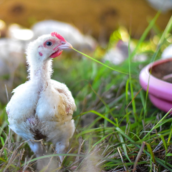 Moving our Pasture Raised Chickens Regeneratively – 1915 Farm