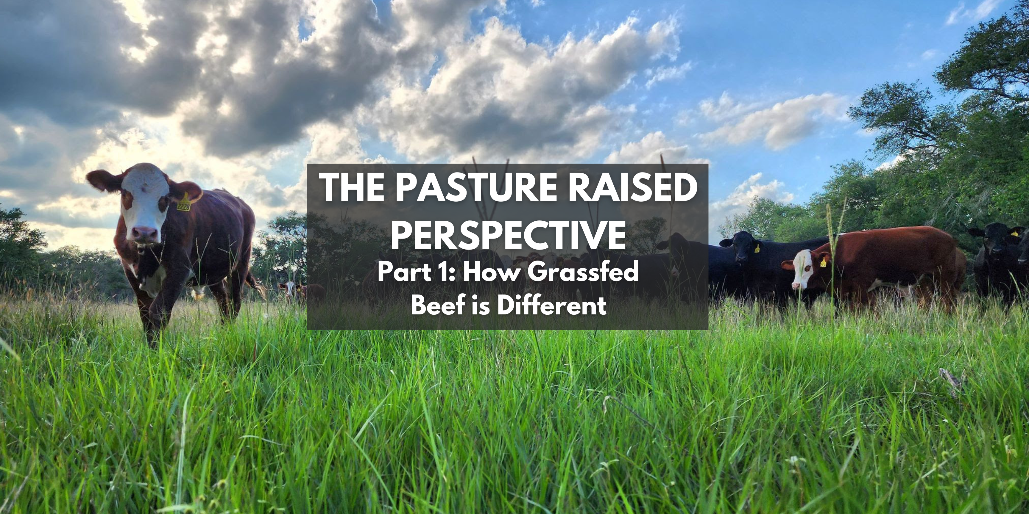 The Pasture Raised Perspective – Part 1: How Grassfed Beef is Differen ...