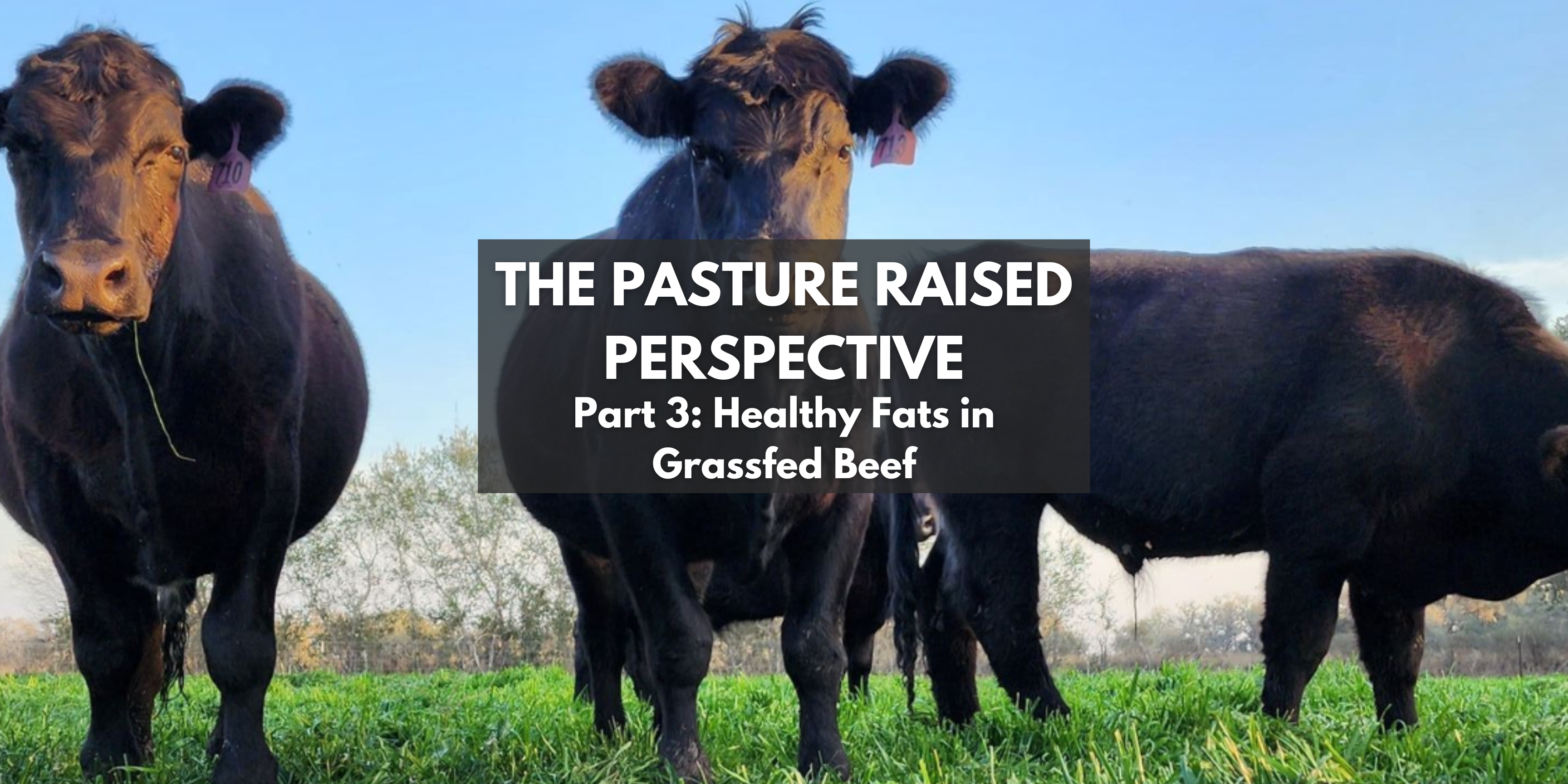 The Pasture Raised Perspective – Part 3: Healthy Fats in Grassfed Beef ...
