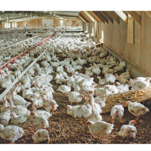 A Deeper Look Into Organic Meat – 1915 Farm